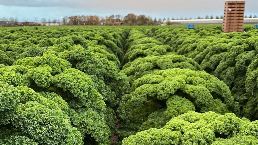 Cabbages