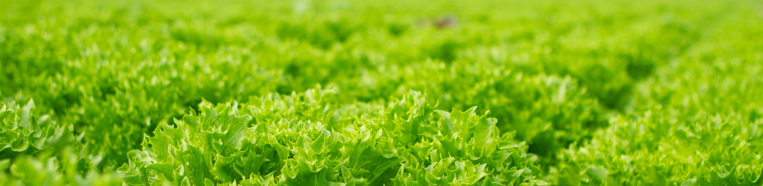 Leafy crops